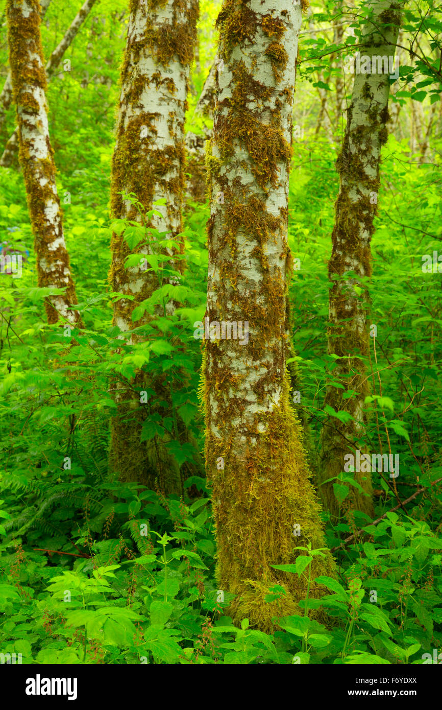 Red alder trunks along Bloom Lake Trail, Clatsop State Forest, Oregon ...