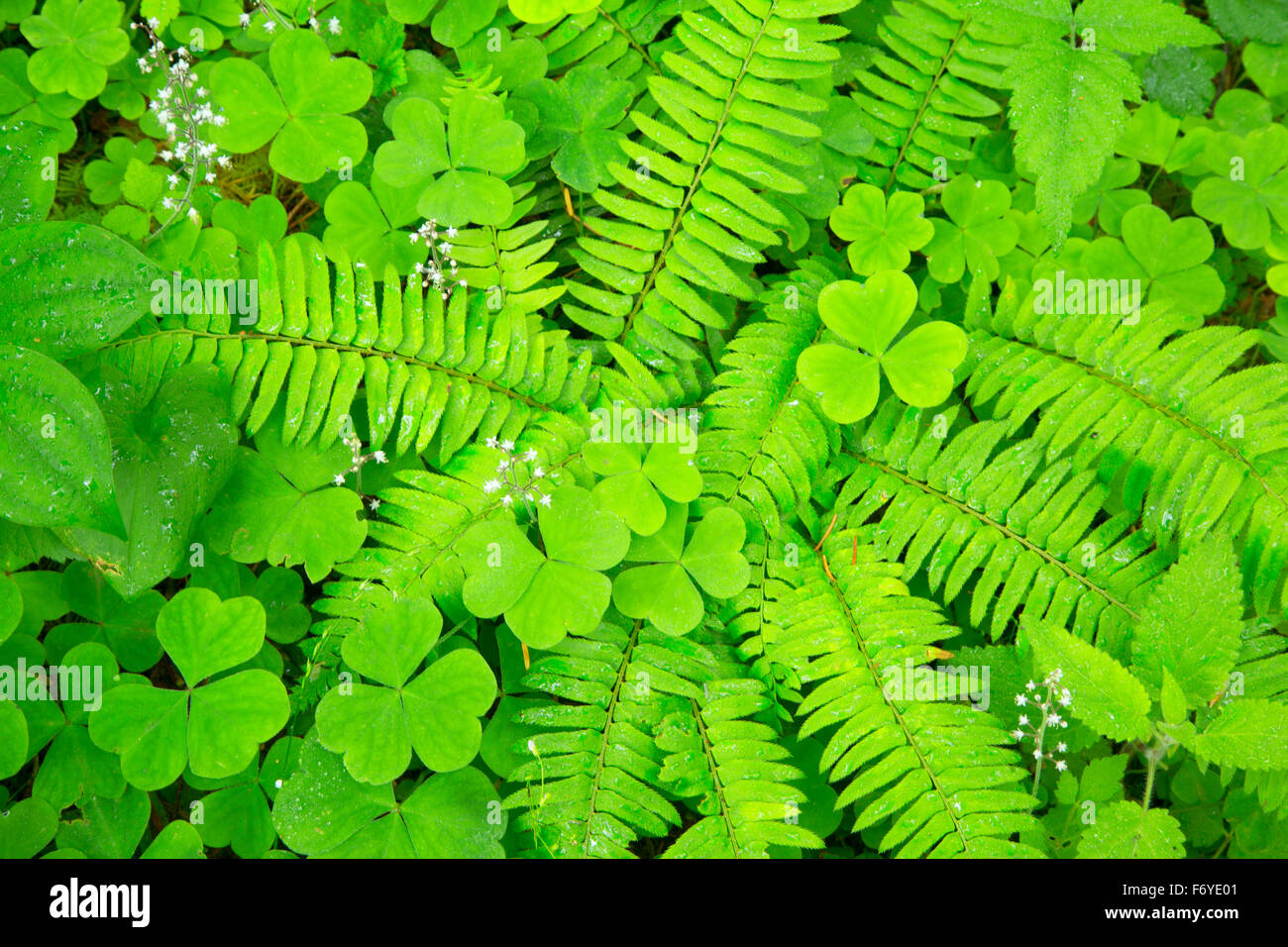Western sword fern (Polystichum munitum) and oxalis along Soapstone ...