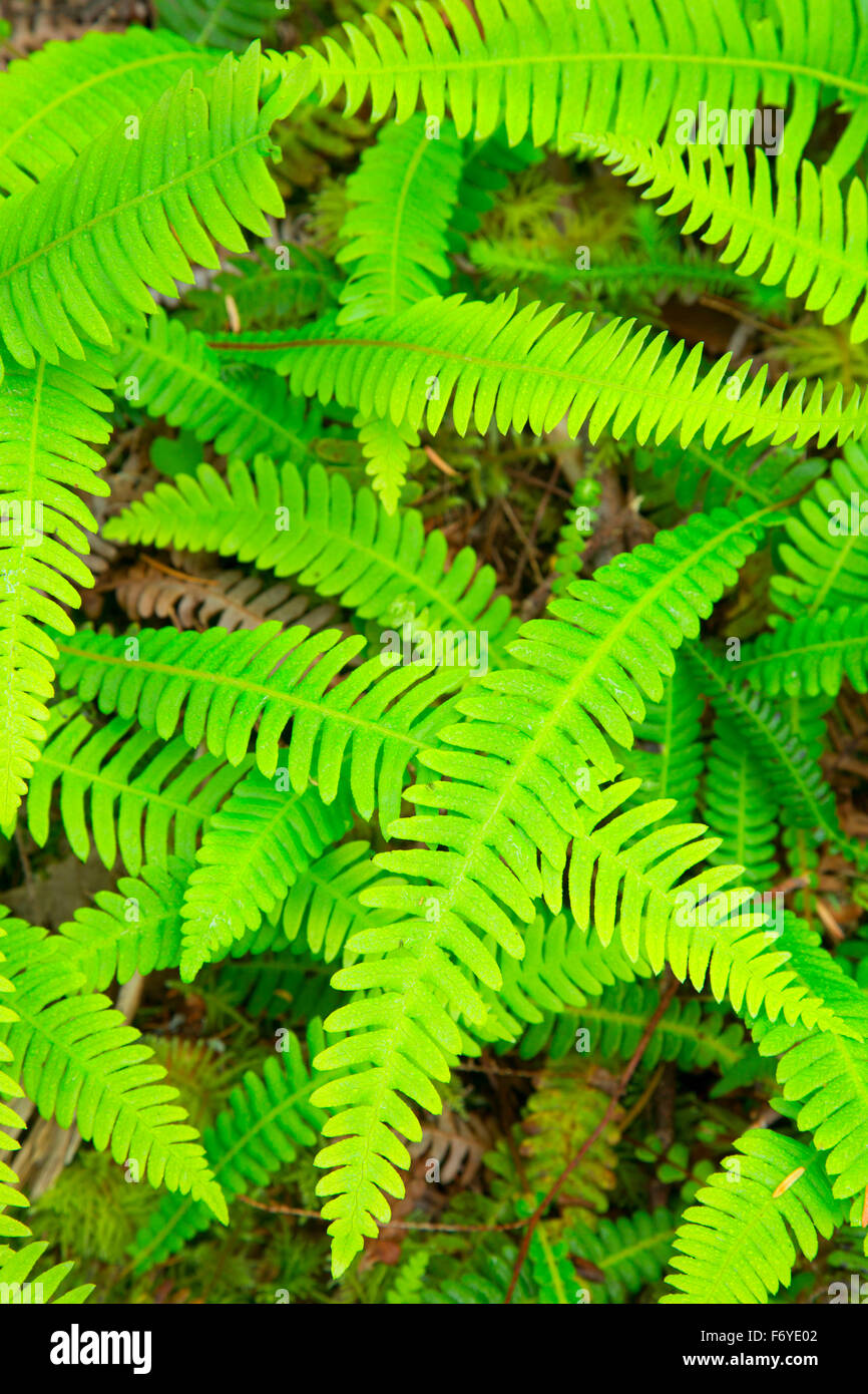 Deer fern along Soapstone Lake Trail, Clatsop State Forest, Oregon ...