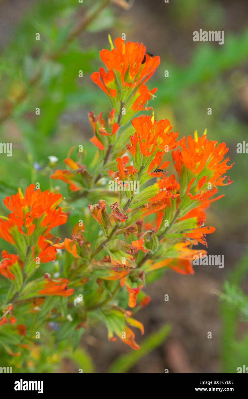 Coast indian paintbrush hi-res stock photography and images - Alamy