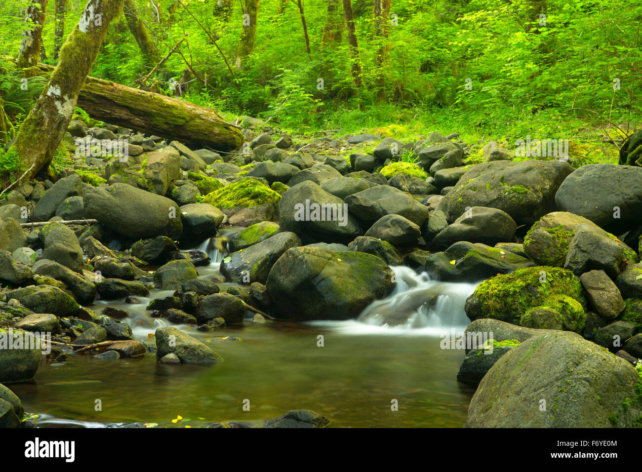 Tillamook state forest wilson river hi-res stock photography and images ...