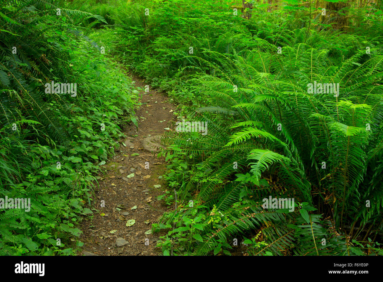 Wilson River Trail, Tillamook State Forest, Oregon Stock Photo - Alamy