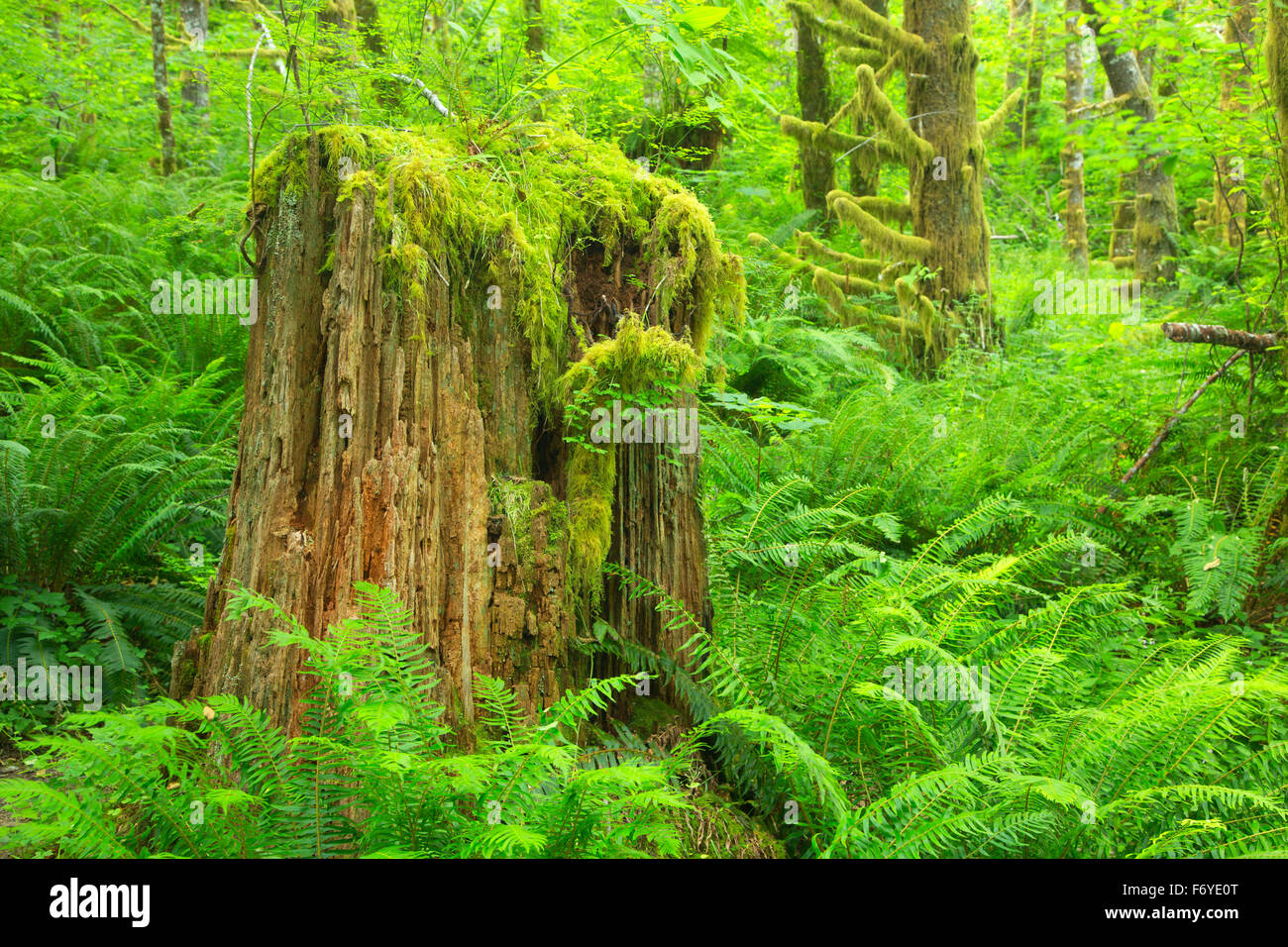 Stump along Wilson River Trail, Tillamook State Forest, Oregon Stock ...