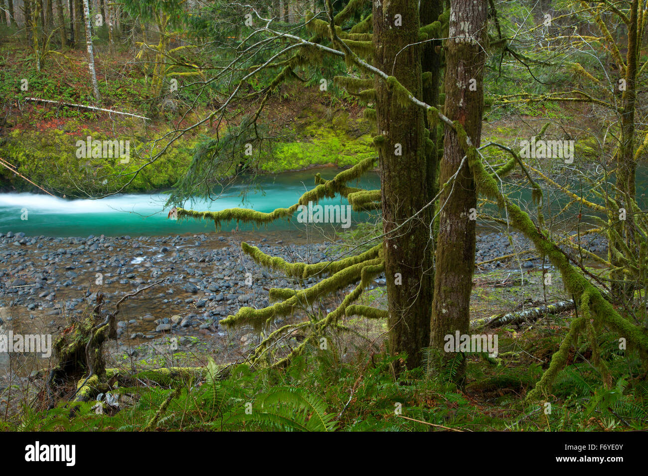 Wilson River along Wilson River Trail, Tillamook State Forest, Oregon ...