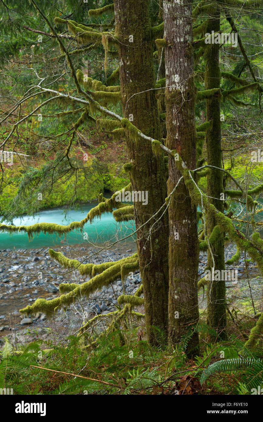 Wilson River along Wilson River Trail, Tillamook State Forest, Oregon ...