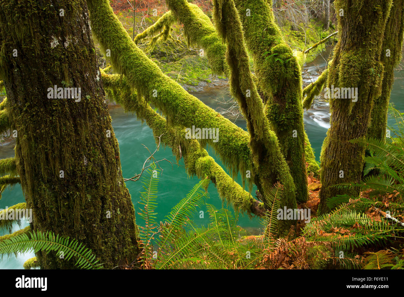 Wilson River with bigleaf maple along Wilson River Trail, Tillamook ...