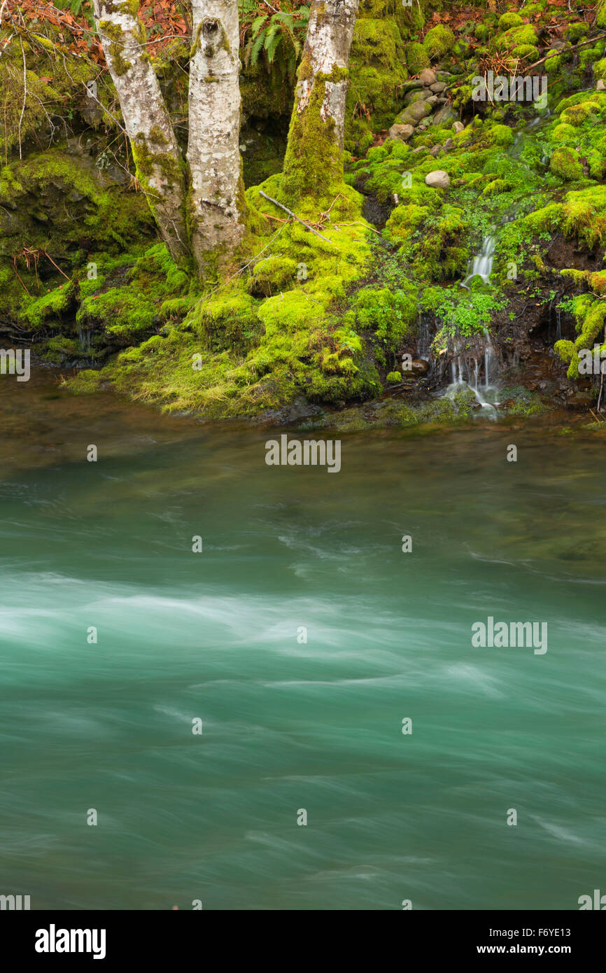 Tillamook state forest wilson river hi-res stock photography and images ...