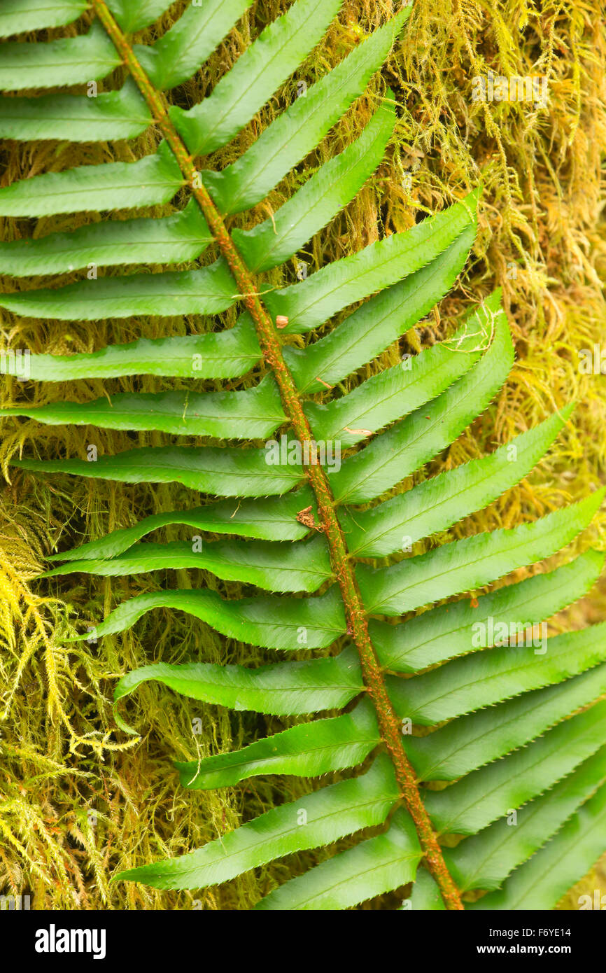 Western sword fern (Polystichum munitum) along Wilson River Trail ...