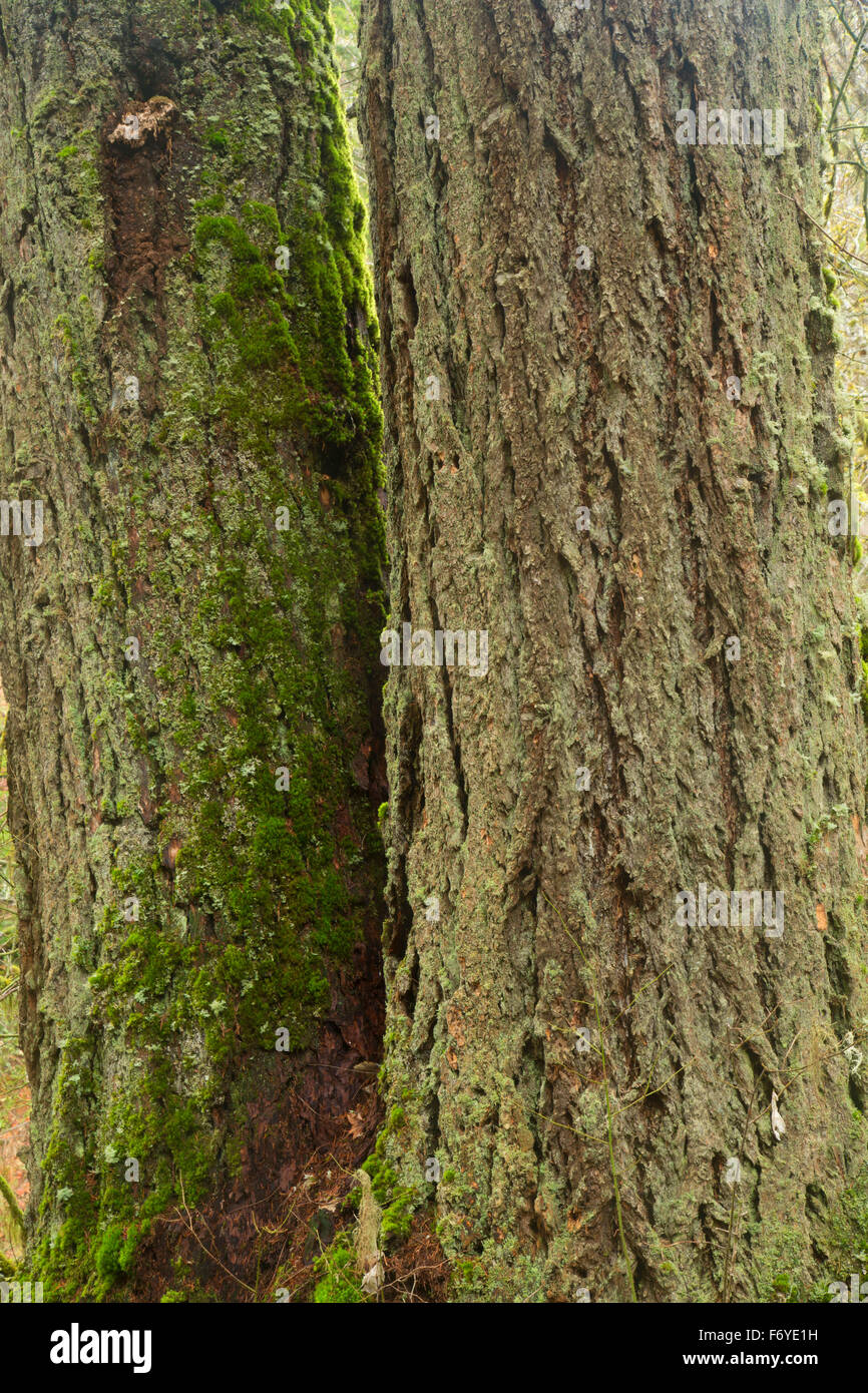 Douglas fir trunks along Four County Point Trail, Tillamook State ...