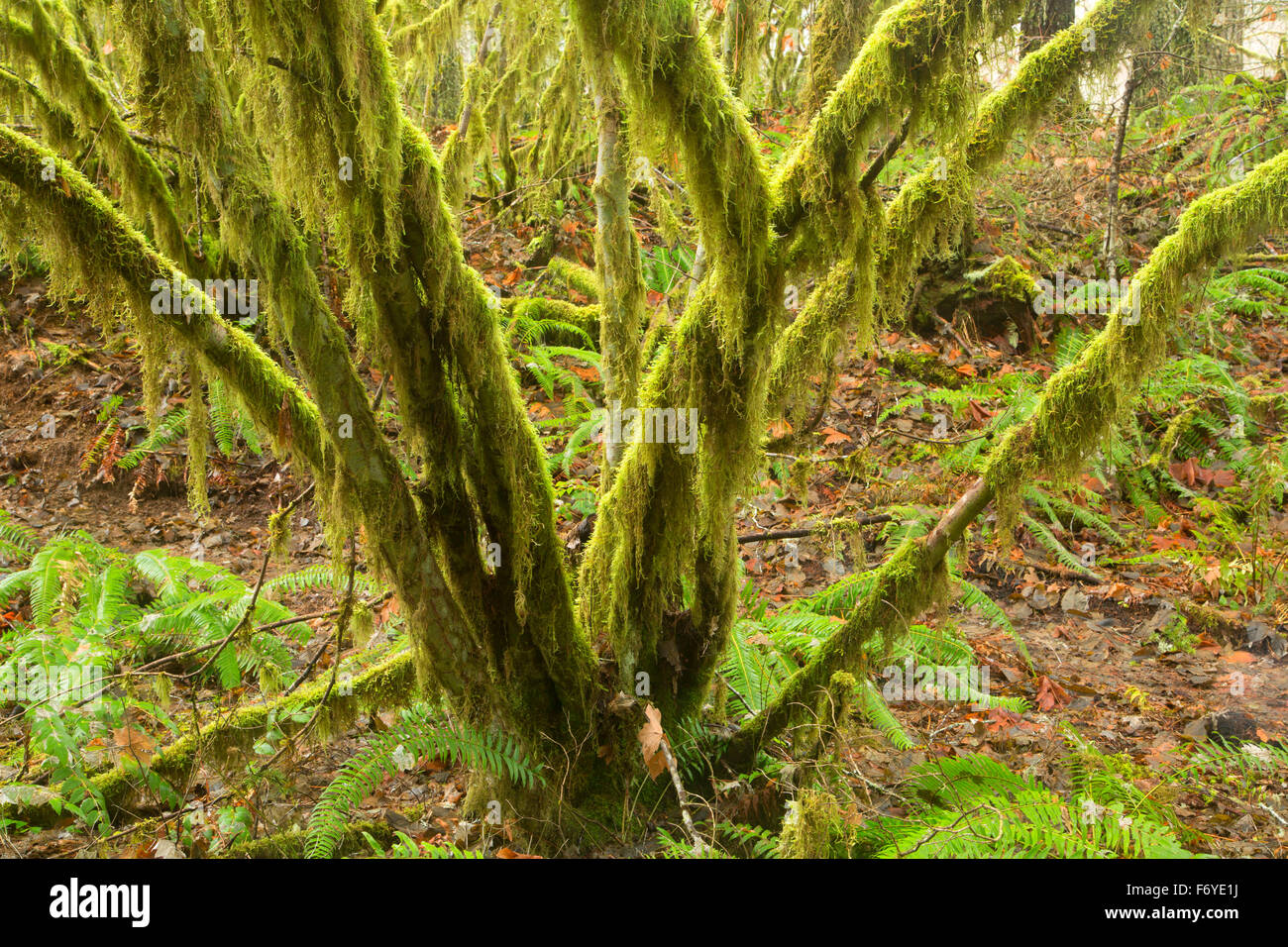 Vine maple along Four County Point Trail, Tillamook State Forest ...