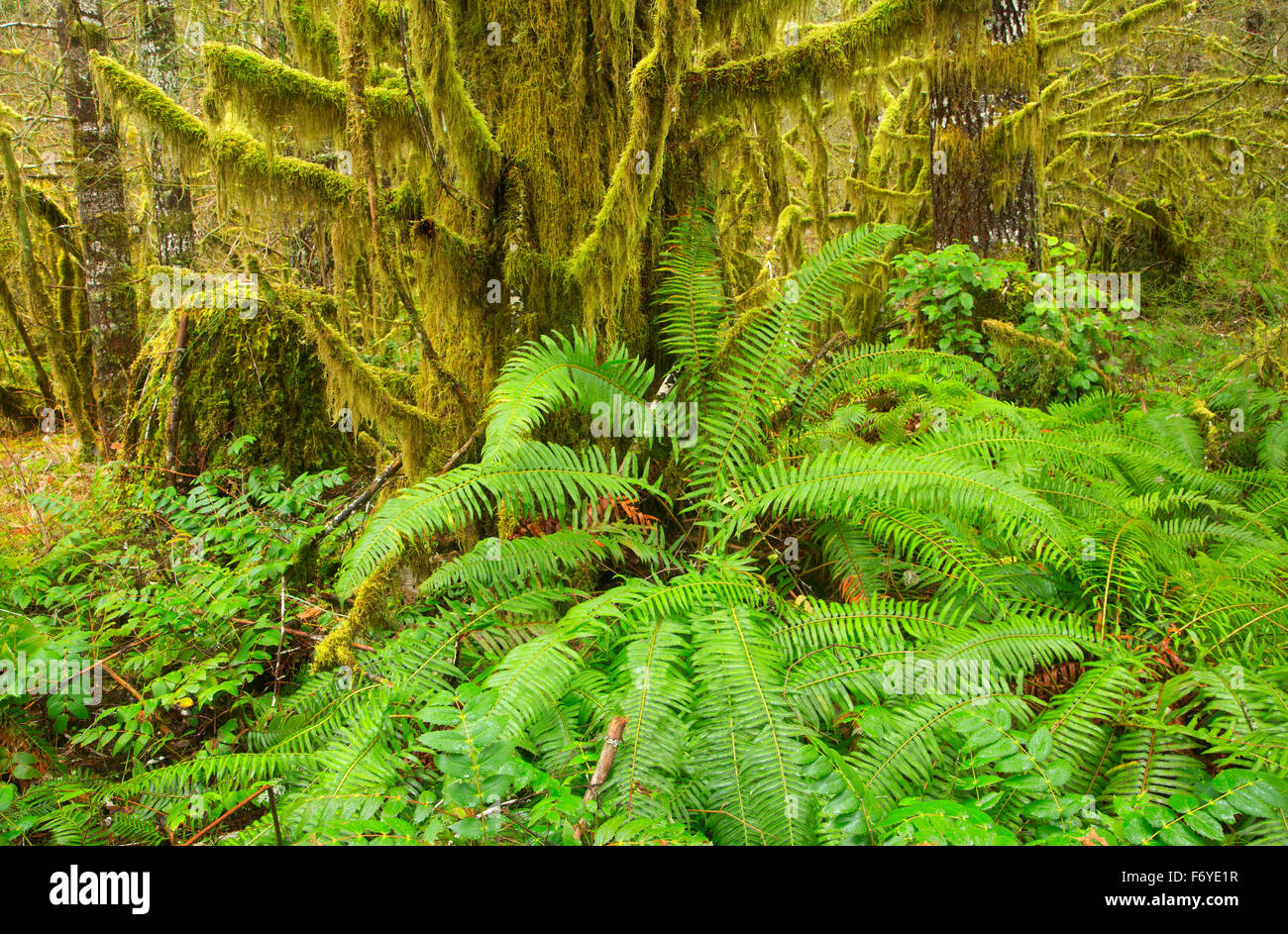 Forest with western sword fern (Polystichum munitum) along Four County ...