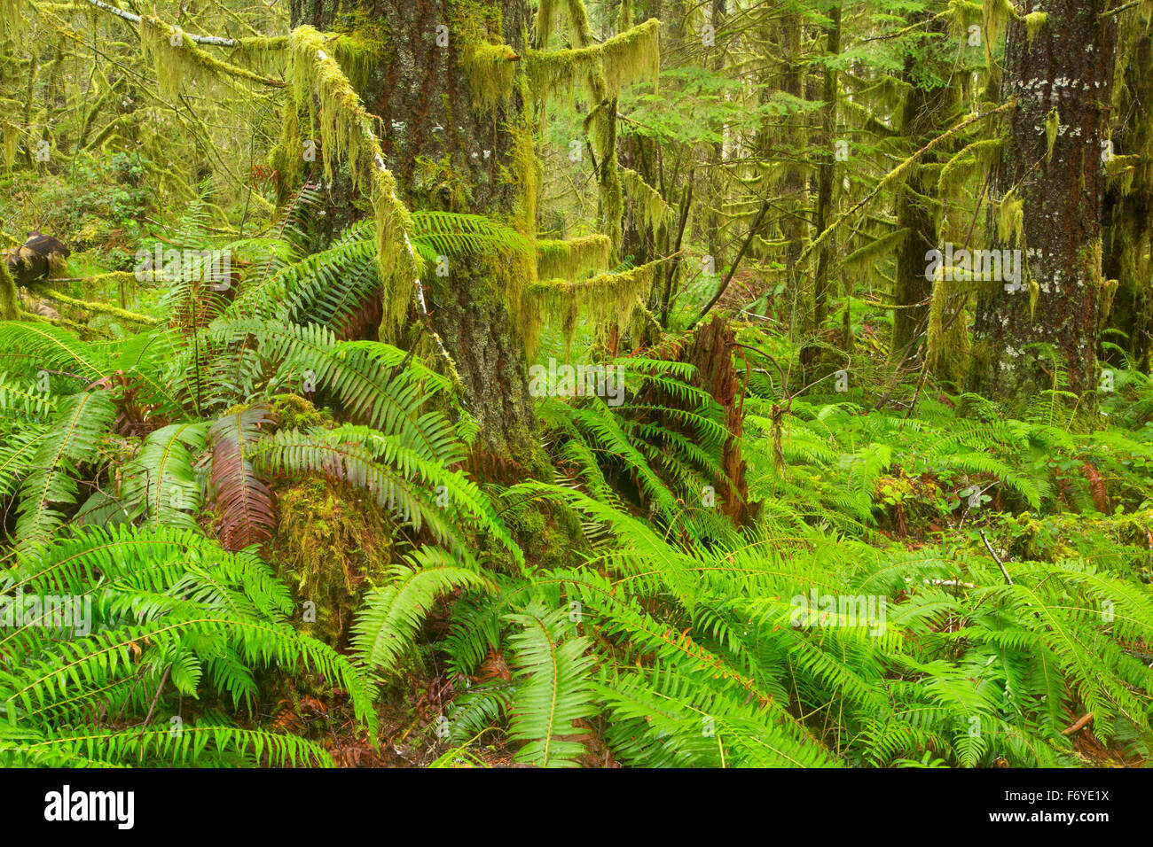 Forest with western sword fern (Polystichum munitum) along Four County ...