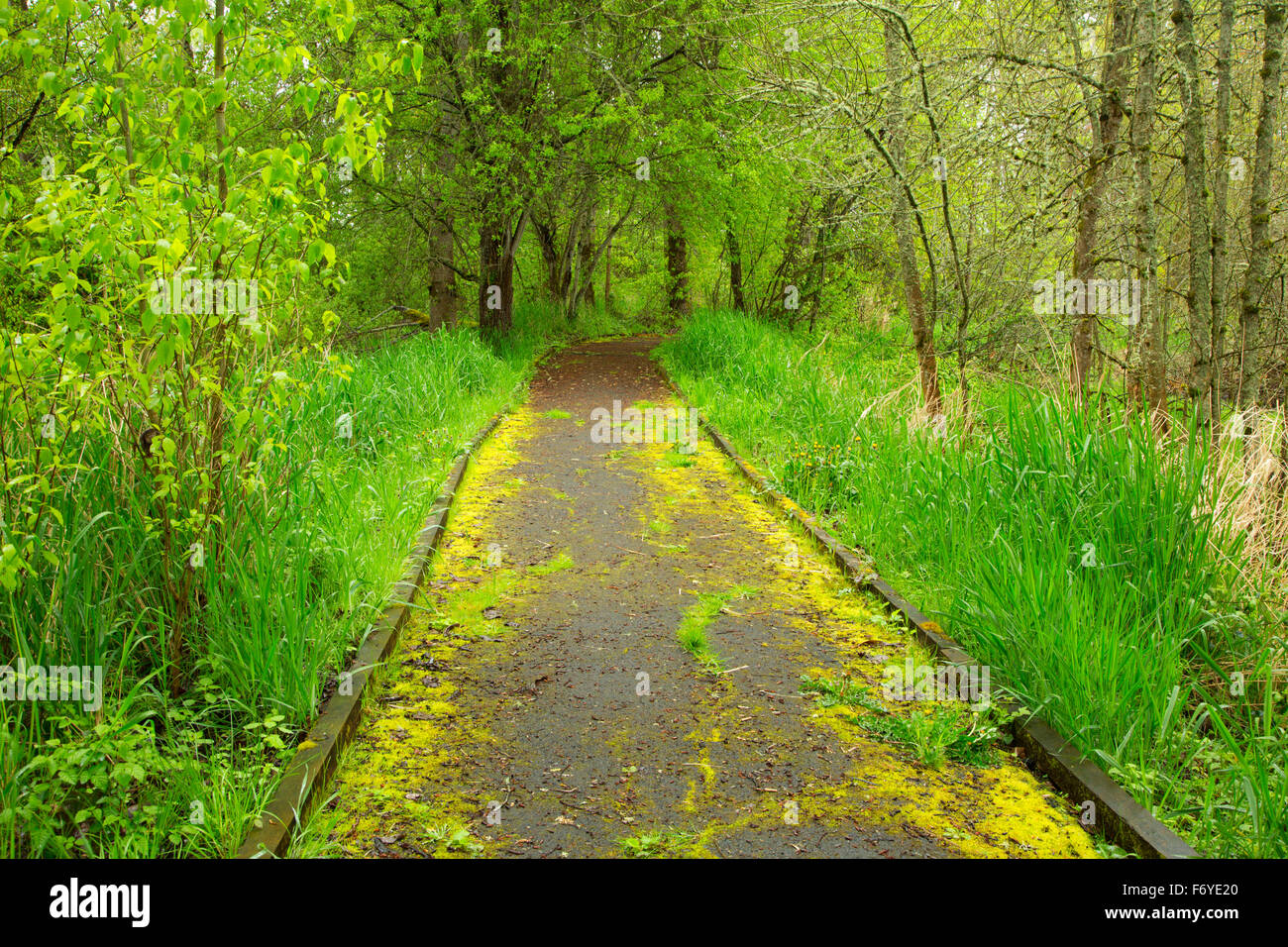 Nature Trail, Scappoose Bay Marine Park, Oregon Stock Photo - Alamy