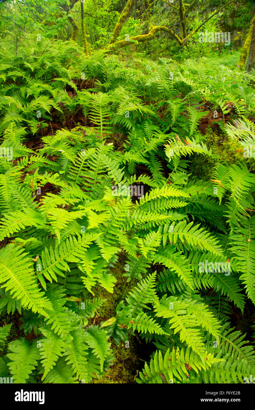 Licorice ferns (Polypodium glycyrrhiza), Columbia Botanical Gardens, St ...