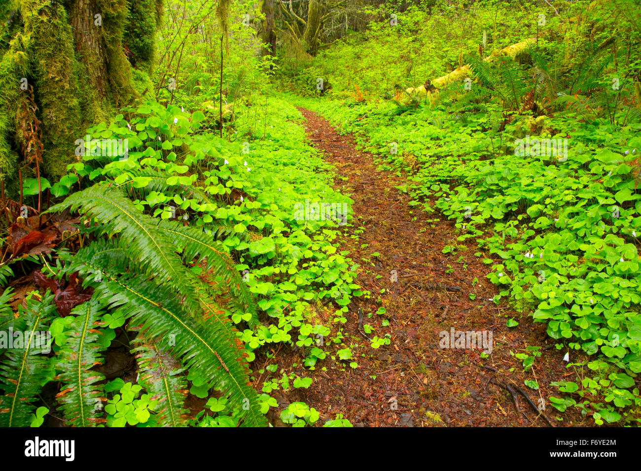 Clatsop State Forest, High Resolution Stock Photography and Images - Alamy
