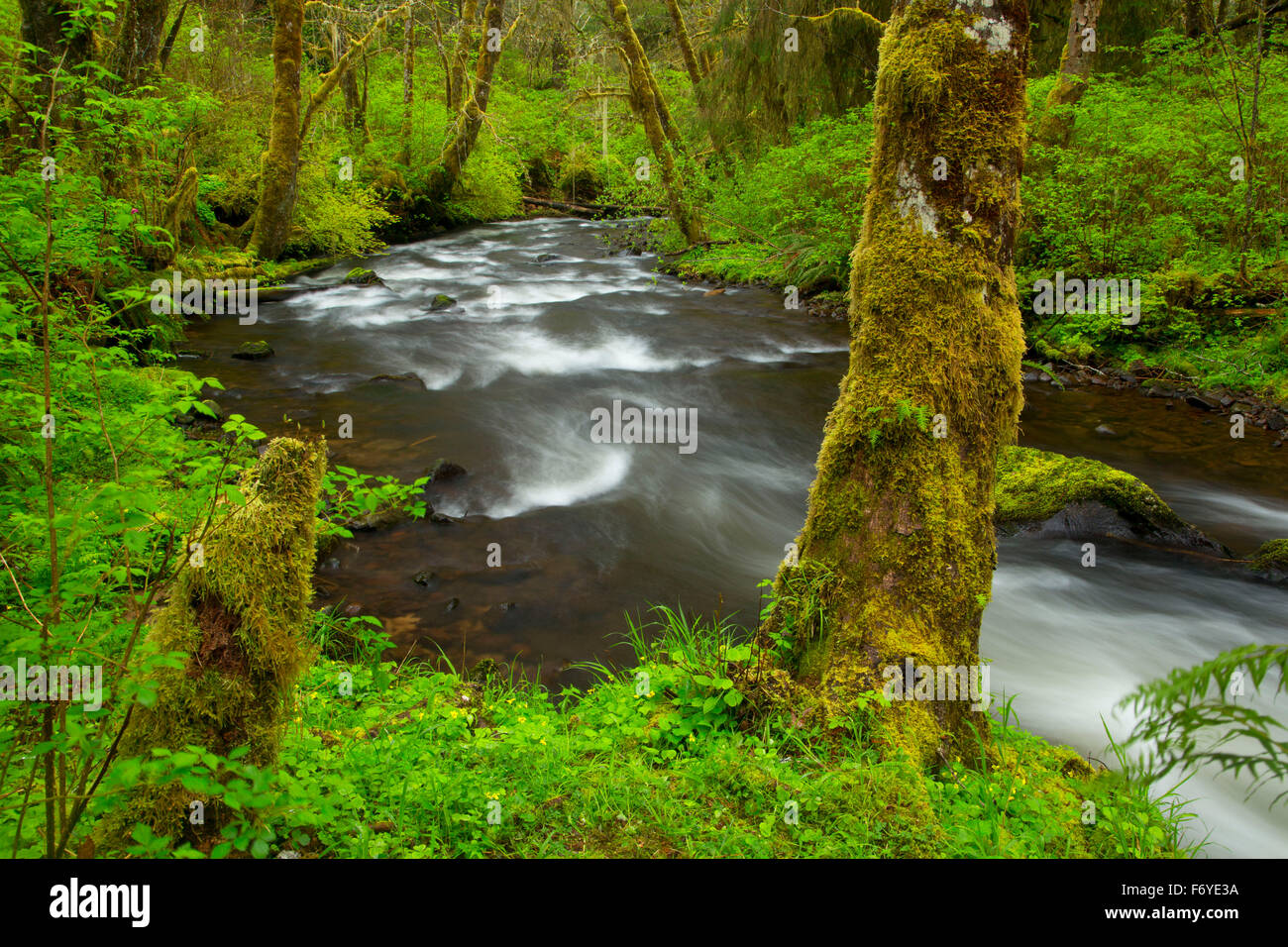 Gnat Creek along Gnat Creek Trail, Clatsop State Forest, Oregon Stock ...