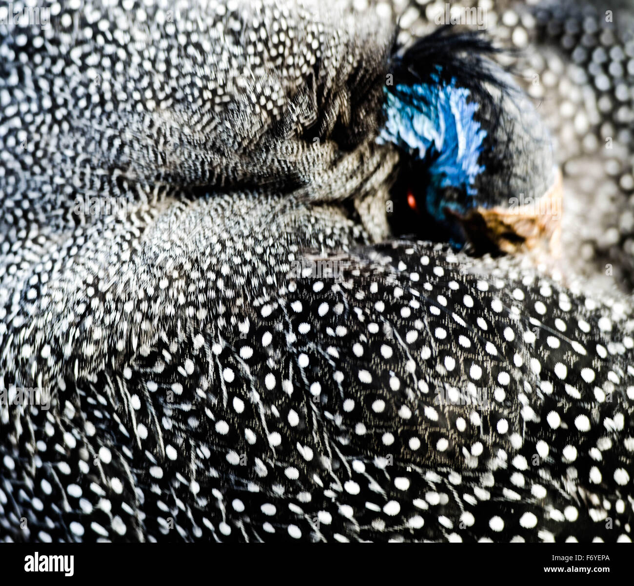 Polka dot feathers hi-res stock photography and images - Alamy