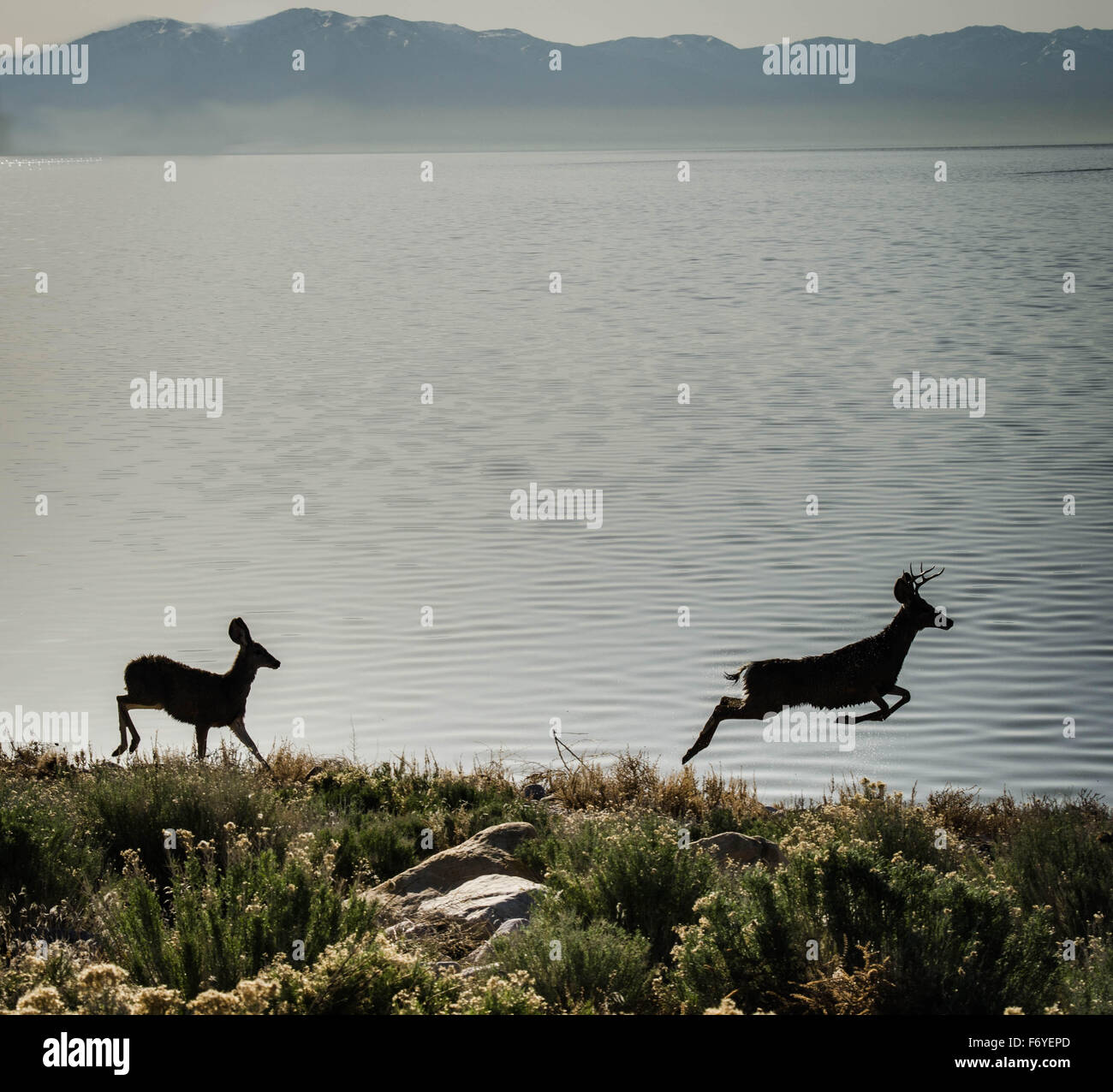 Deer silhouette hi-res stock photography and images - Alamy