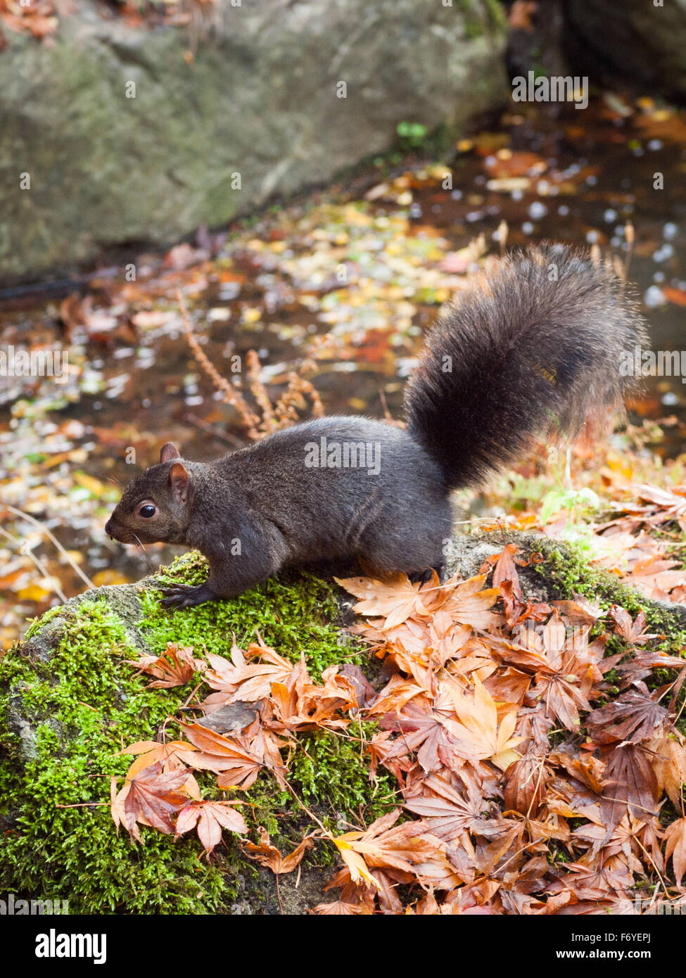 Melanistic eastern grey squirrel hi-res stock photography and images ...
