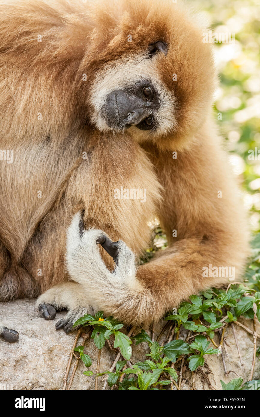 Buff cheeked gibbon nomascus hi-res stock photography and images - Alamy