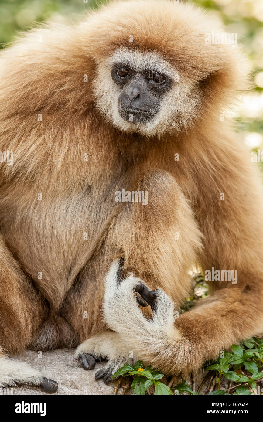 Buff cheeked gibbon nomascus hi-res stock photography and images - Alamy