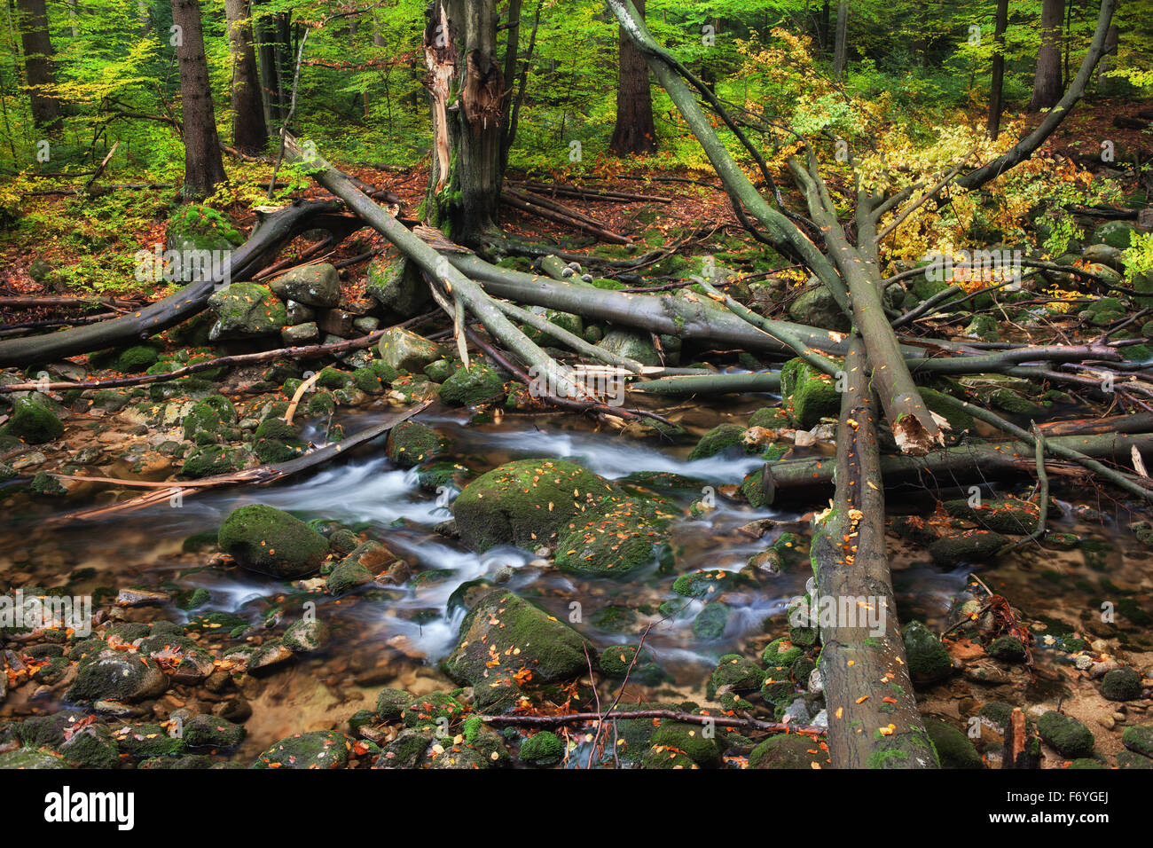 Stream fallen trees hi-res stock photography and images - Alamy