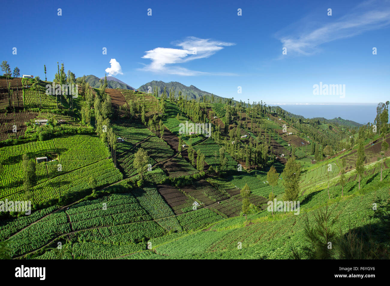 Vegetable crops on the hilly fields. Java, Indonesia Stock Photo - Alamy