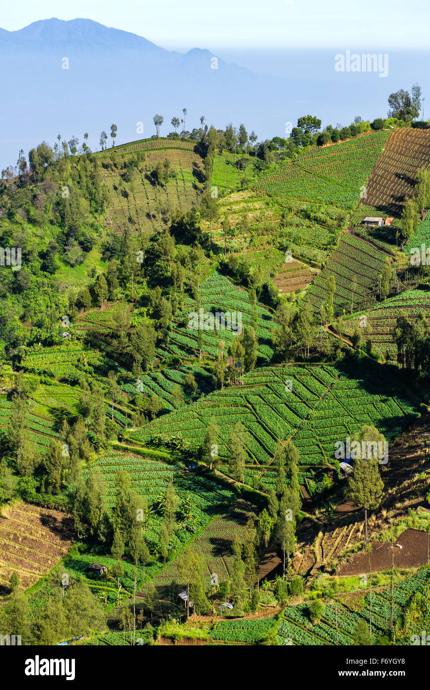 Vegetable crops on the hilly fields. Java, Indonesia Stock Photo - Alamy