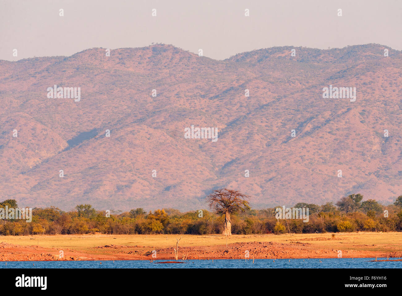 Dead african baobab tree hi-res stock photography and images - Alamy