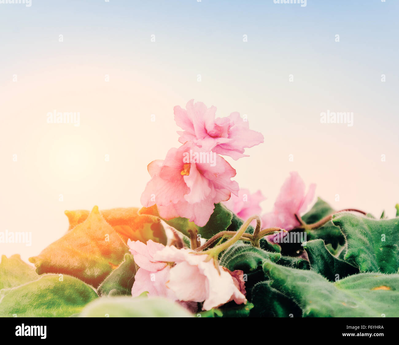 Flowers On The Window Stock Photo - Alamy