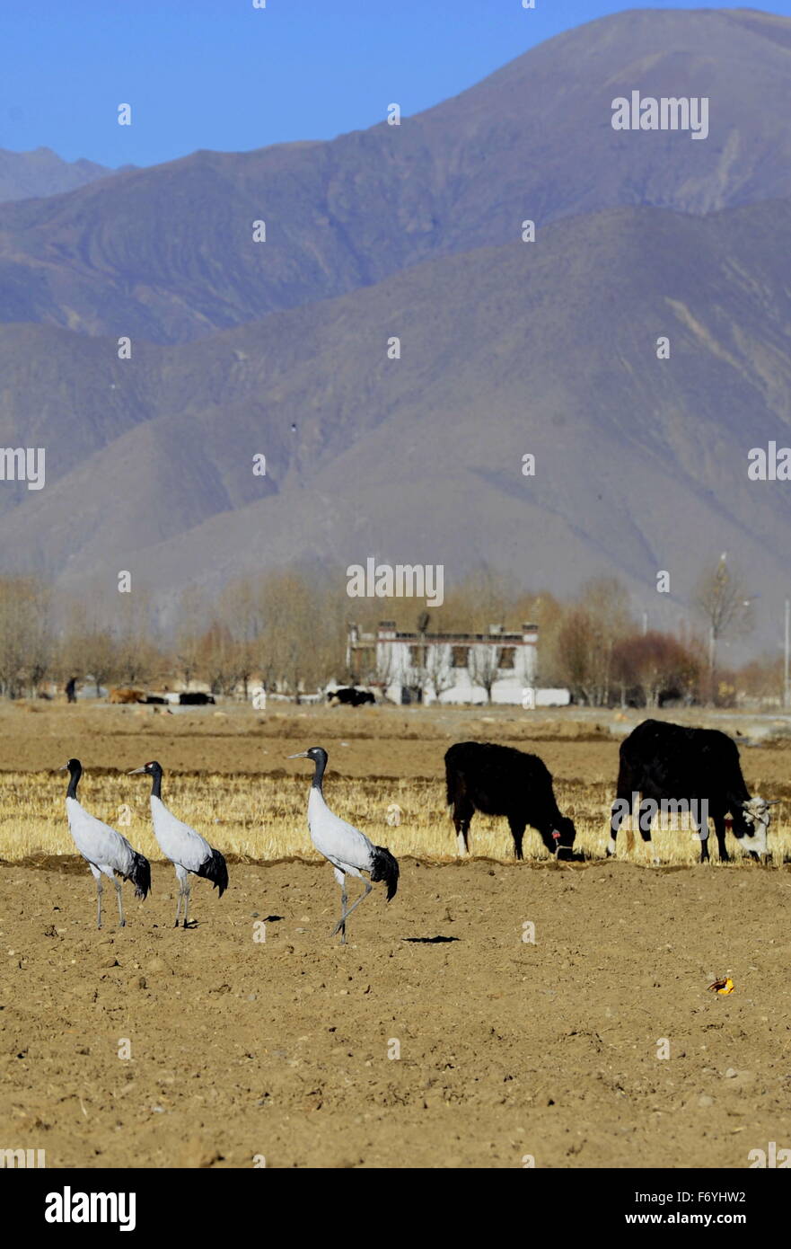 Xigaze, China's Tibet Autonomous Region. 21st Nov, 2015. Black-necked ...