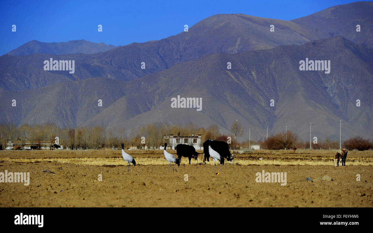 Xigaze, China's Tibet Autonomous Region. 21st Nov, 2015. Black-necked ...