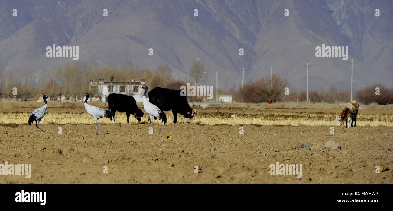 Xigaze, China's Tibet Autonomous Region. 21st Nov, 2015. Black-necked ...