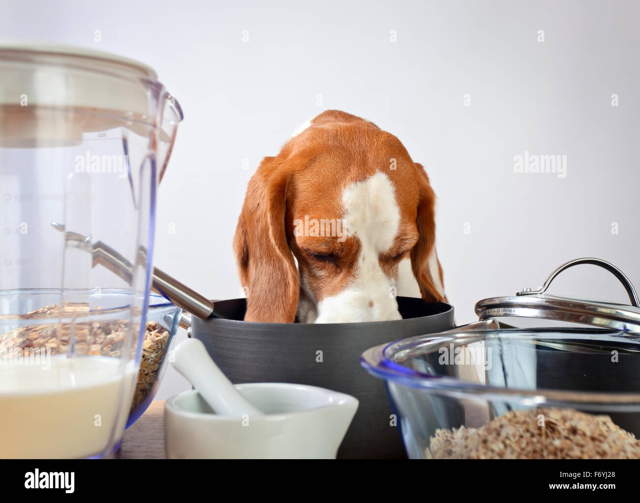 beagle behind a kitchen table searching to food Stock Photo - Alamy