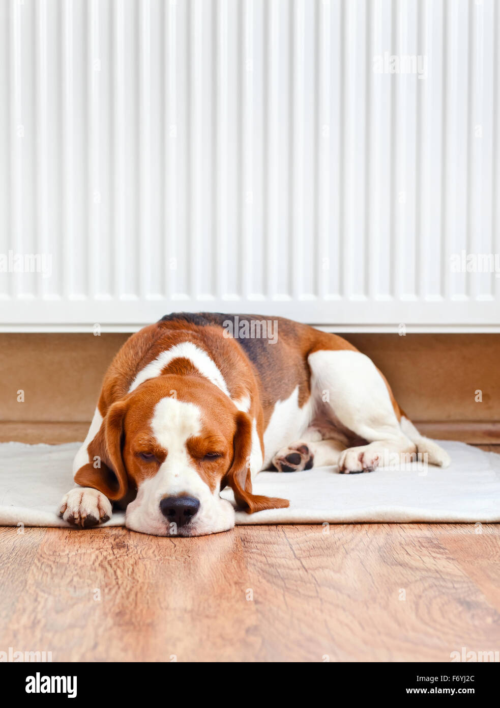 Dog resting near a warm radiator on wooden to floor Stock Photo - Alamy