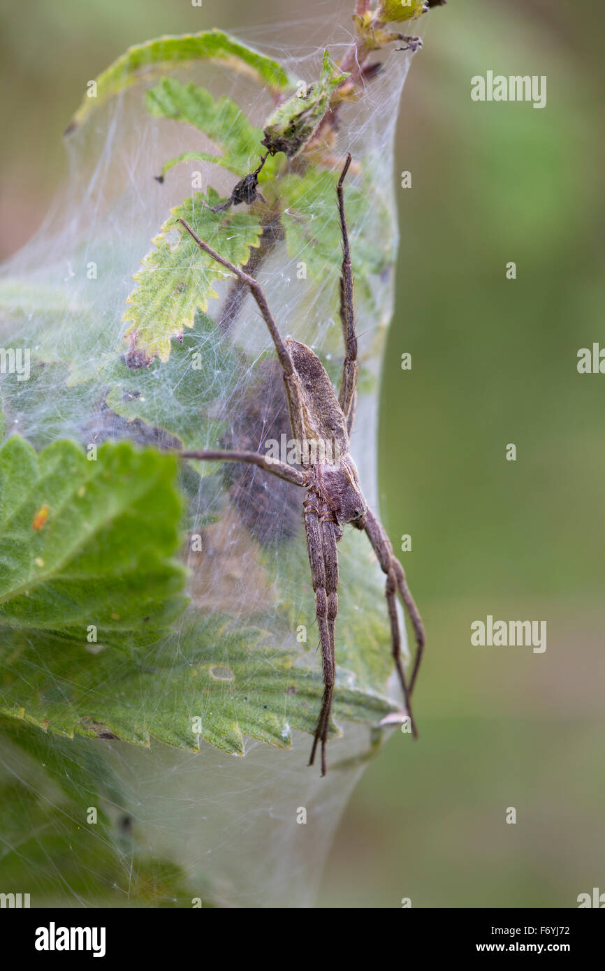 Nursery Web Spider; Pisaura mirabilis Single on Web; Cornwall; UK Stock ...