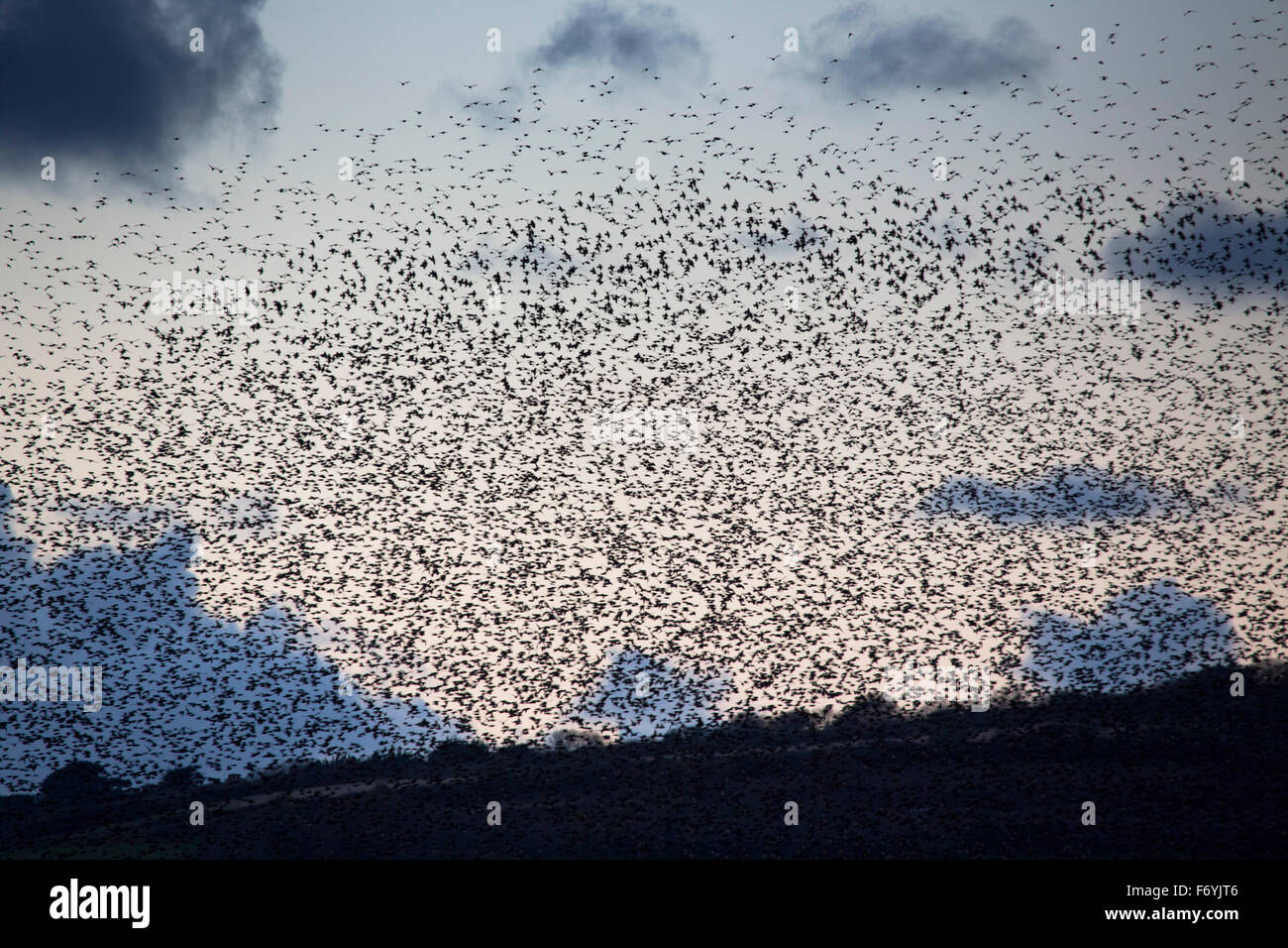 Chattering bird hi-res stock photography and images - Alamy
