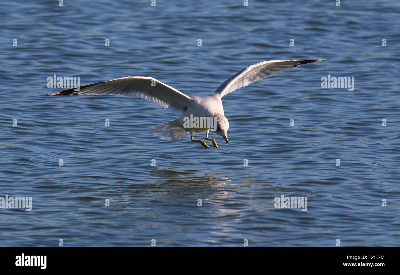 Common gull land hi-res stock photography and images - Alamy