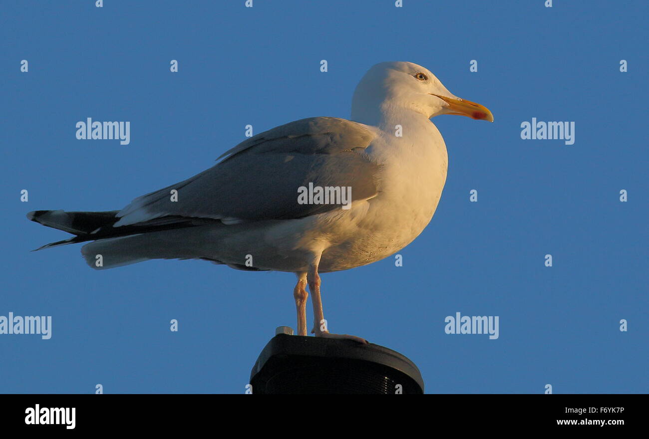 Pink legs on gull hi-res stock photography and images - Alamy