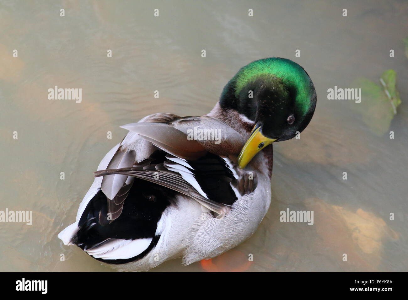 Drake Mallard preening Stock Photo - Alamy