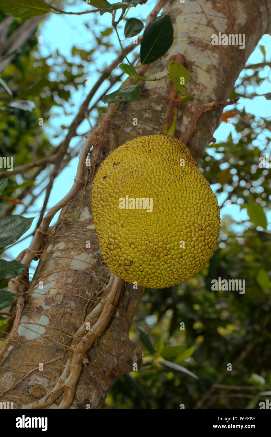 Wood of jack fruit tree hi-res stock photography and images - Alamy