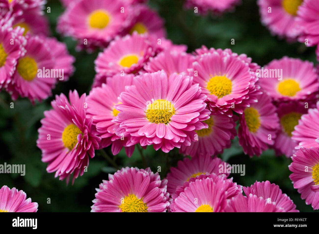 Chrysanthemum 'Gladys' flowers Stock Photo - Alamy