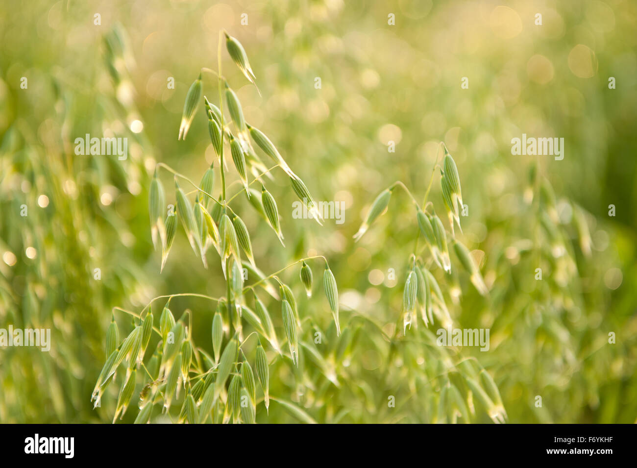 Oats plants detail, cereal plant shining in sunlight after the rain ...