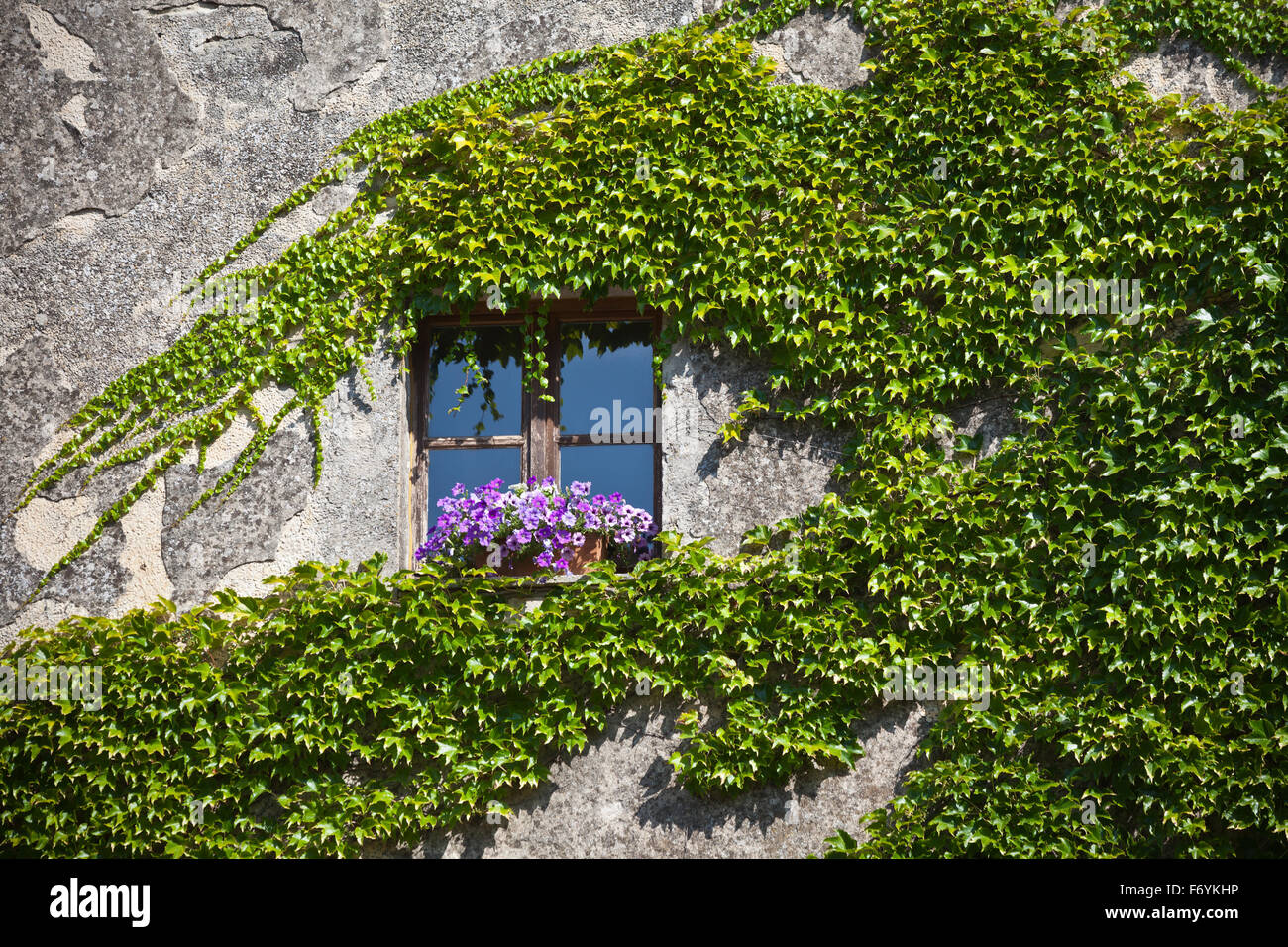 Overgrown wall of residential building facade with a window Stock Photo ...