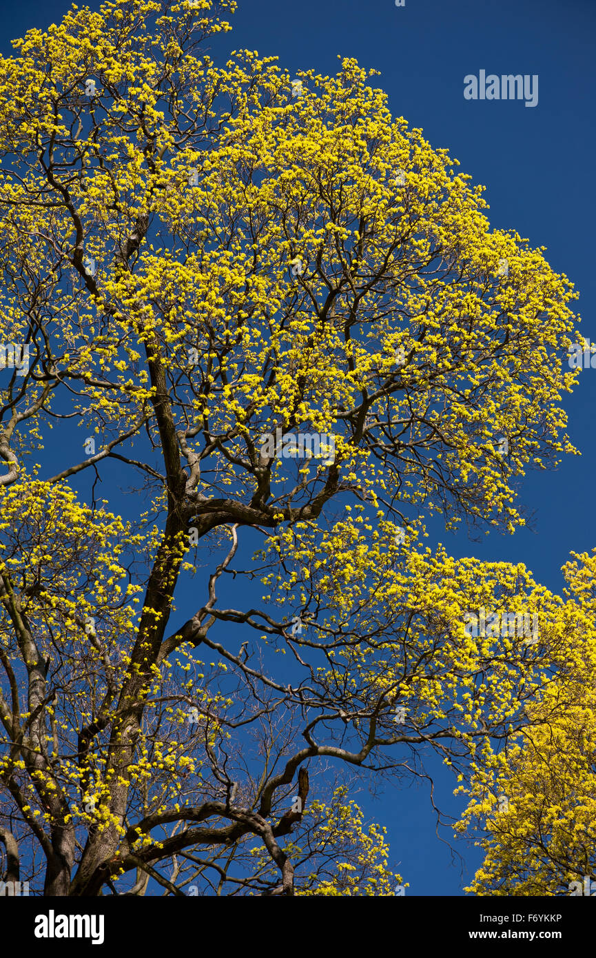 Spring with Polarising filter effect, Acer or maple tree in different ...