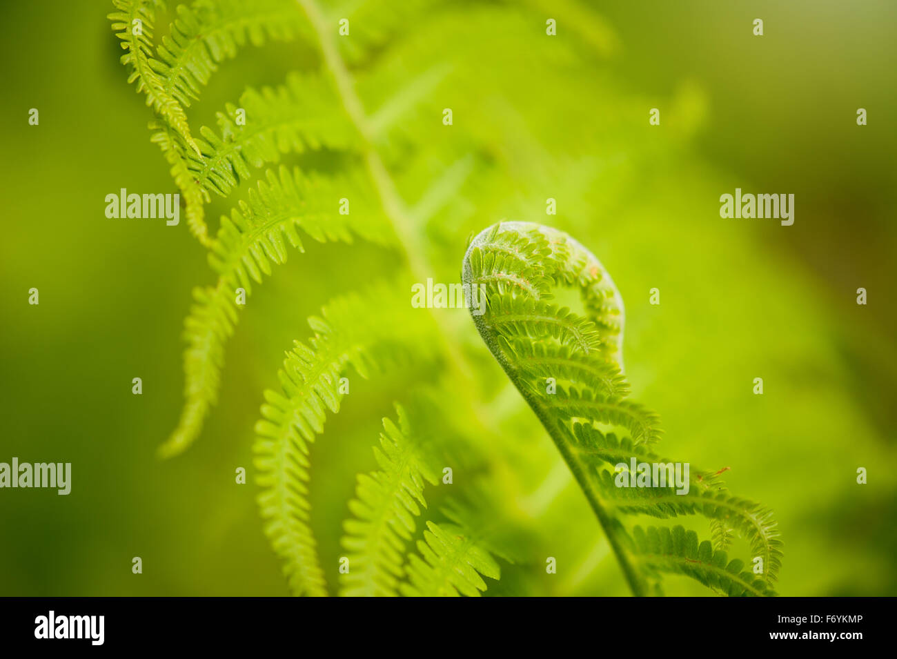 Spiral leaves plants hi-res stock photography and images - Alamy