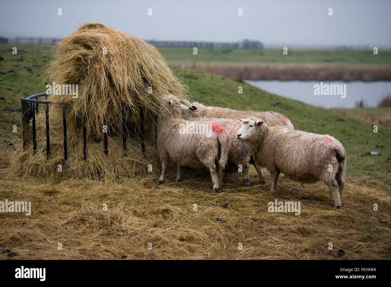 Feeding sheep on farm Stock Photo - Alamy
