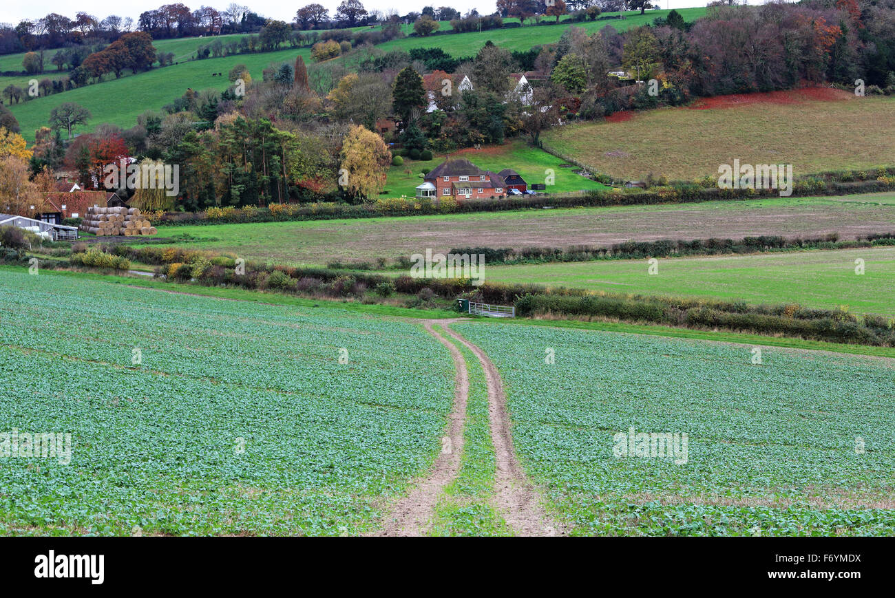 An English Rural Landscape in the Chiltern Hills in early winter with ...