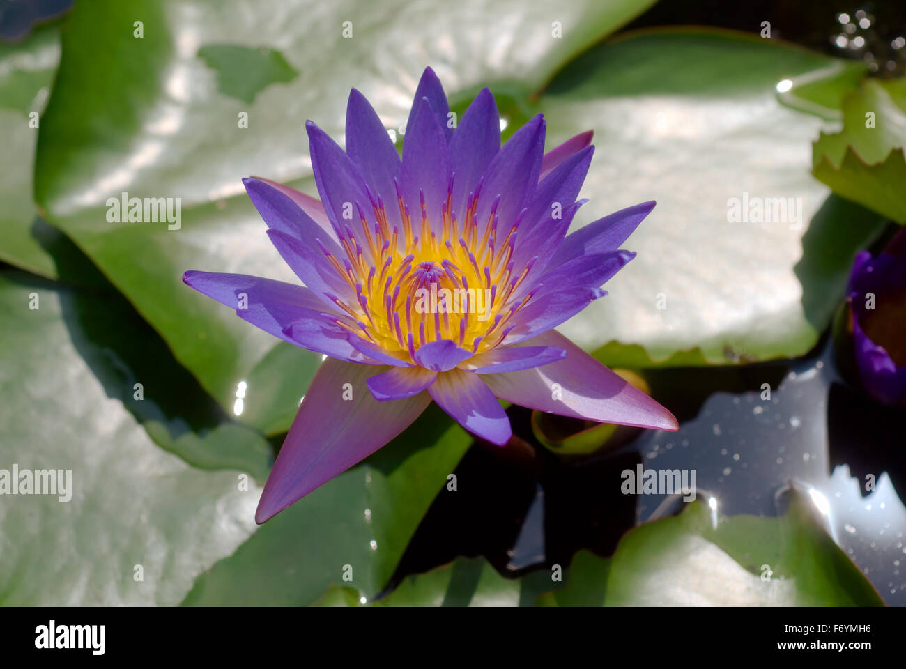 Nymphea caerulea hi-res stock photography and images - Alamy