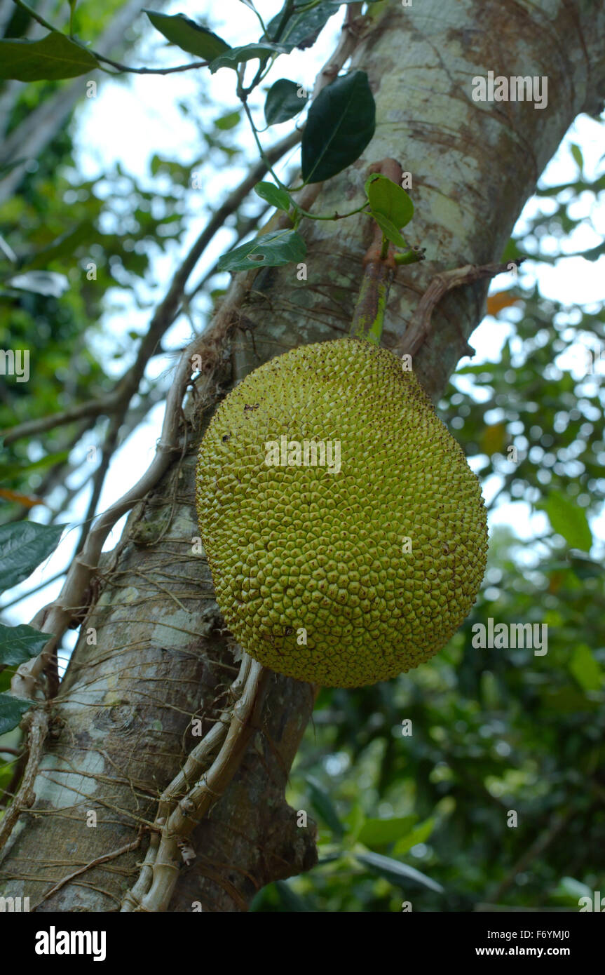 Jungle jack fruit hi-res stock photography and images - Alamy
